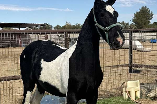 Barock Pinto (KWPN) Colt