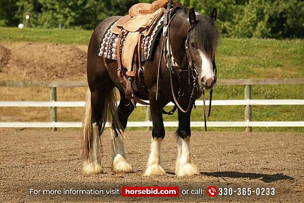 Boomer - Perfect All Around Horse 4 yo Piebald Gypsy/Haflinger Gelding!