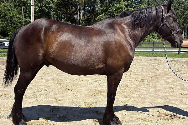 Black Percheron Cross