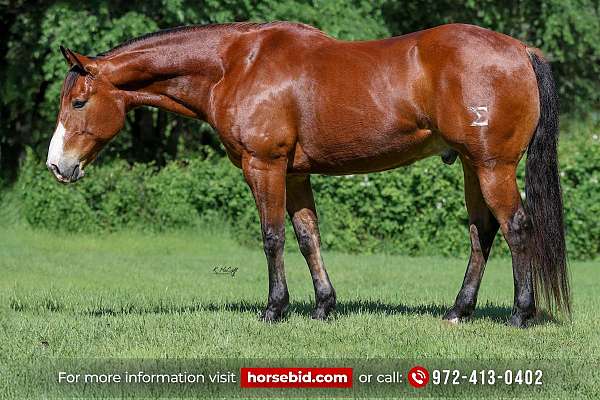 Cr Tuff Valentine - Gentle, Classy, & Gorgeous 9 yo Bay AQHA Gelding!