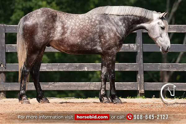 Congress - Sweet, Gentle, & Kind 5 yo Grey Friesian X QH Gelding!