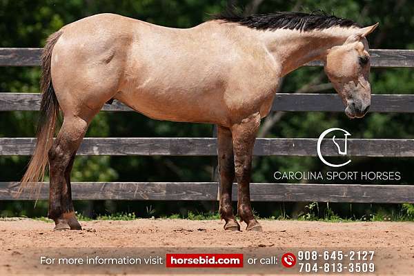 Cincinatti - Extremely Kind and Gentle 7 yo Silver Dun QH Gelding!