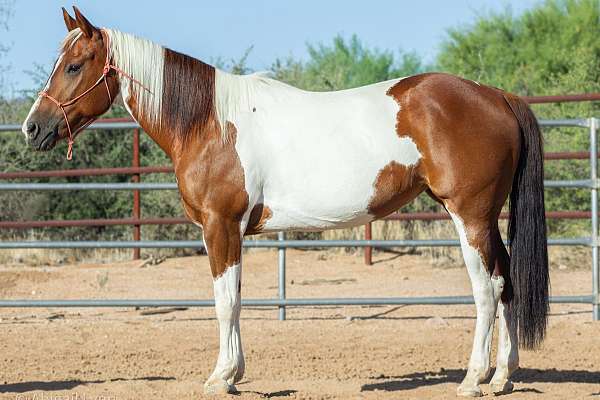 7yo Paint Mare - Broke, Performance/All Around Prospect