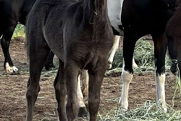 2025 ASPC/AMHR Colt - Futurity Nominated