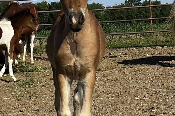 2025 ASPC/AMHR Bay Colt - Futurity Nominated