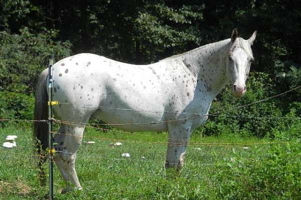 Appaloosa Leopard Gelding