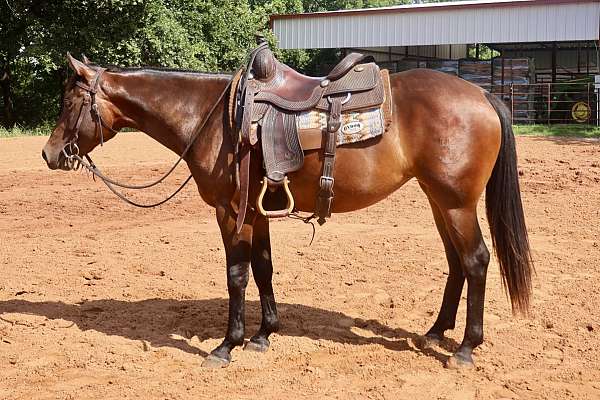 Gentle, Started 2yr Old AQHA Playgun Filly At Topwind Ranch