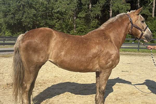 Gentle Haflinger Mare