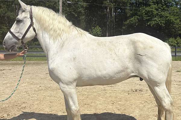 Gentle Grey Percheron