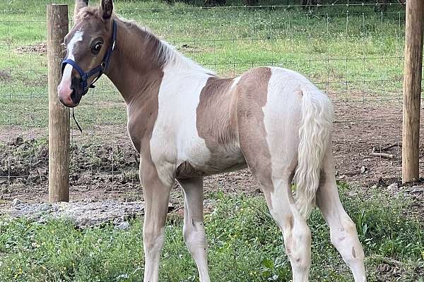 Silver Tobiano TWH Colt