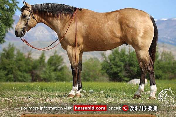 Marshal - Gorgeous Ranch & Rope Horse 5 Yr Old Buckskin AQHA Gelding!