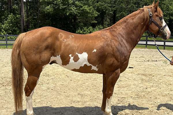Pretty Paint Gelding