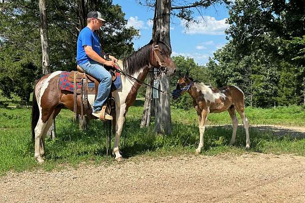 Gentle Broke to Ride Paint Mare With a Colt On Her Side - Trixie