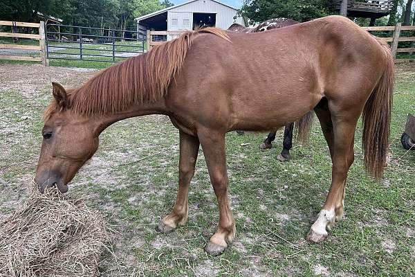Yearling Percheron/Morgan Cross - Super Friendly and Started Well