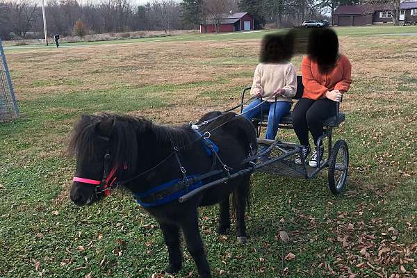 Misty-Sweet Black Mini Mare