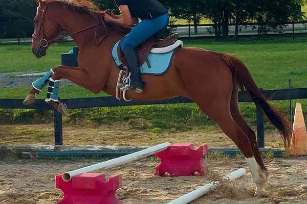 OTTB Gelding