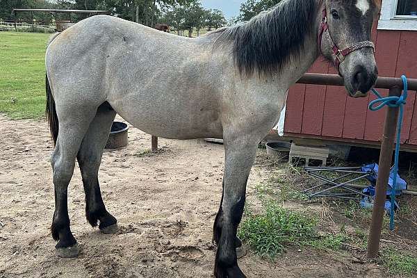 Arlo - Blue Roan Draft Colt – Your Future Gentle Giant!