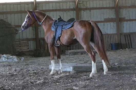 Chestnut Arabian Gelding - Sale Pending