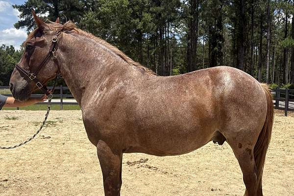 Red Roan Belgian