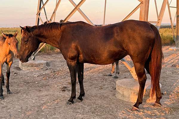 Boston Blues Baby - Solid Black APHA Mare