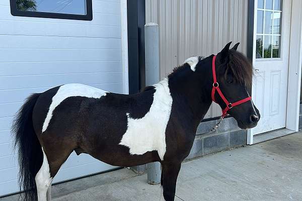 Mini Gelding