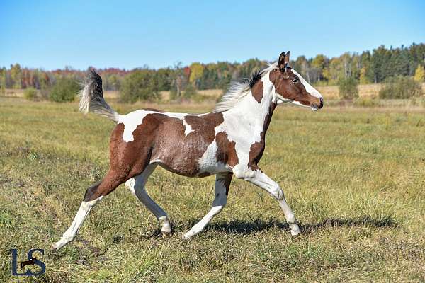 Homozygous Tobiano Westfalen Colt