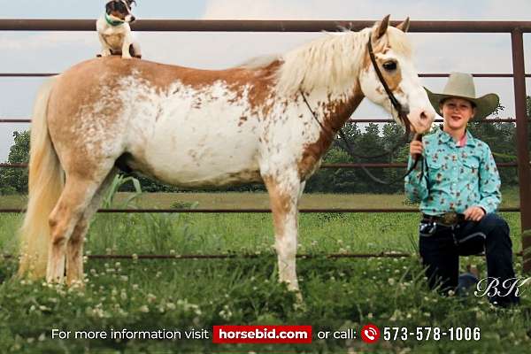 Shorty - Kid's Pony Deluxe 10 Yr Old Sorrel Overo Pony Gelding!