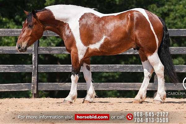 Ricky Bobby - the Total Package 6 Yr Old Paint Spotted Draft X QH Gelding!