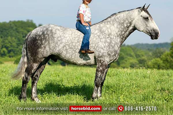 Poncho - Perfect All-Around Horse 6 Yr Old Dapple Gray Crossbred Gelding!