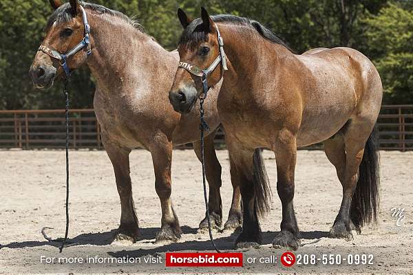 Hank & Hanz - Absolutely Amazing 10 yo Bay Roan Draft Geldings!