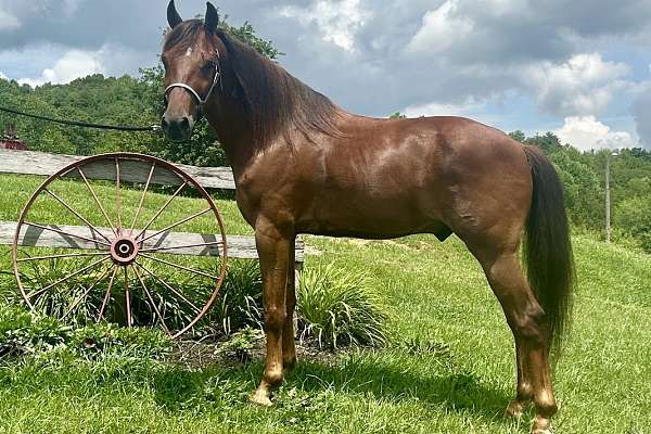 Speed Racking Horse Gelding