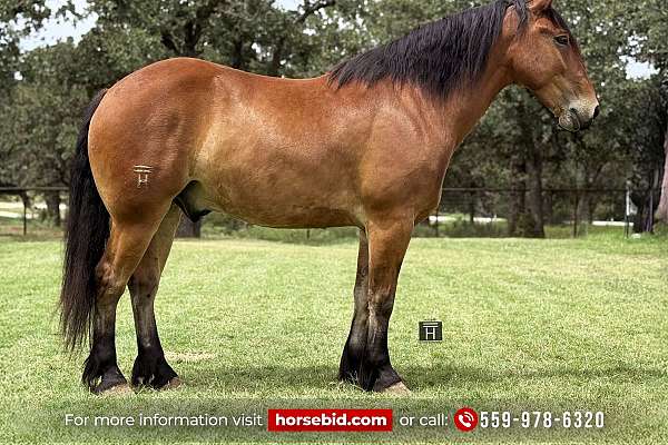 Teddy Bear - Extremely Friendly 6 Yr Old Bay Draft Cross Gelding!