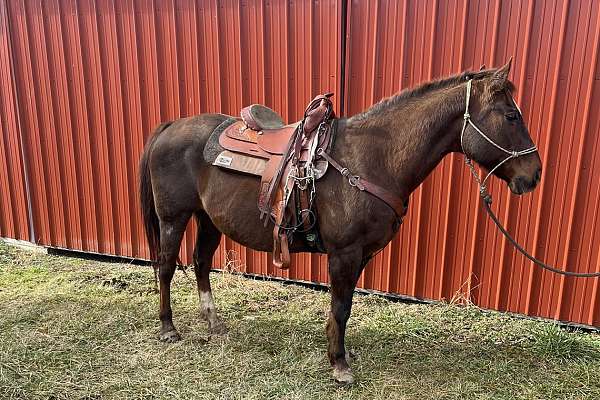 Grade Quarter Horse Gelding