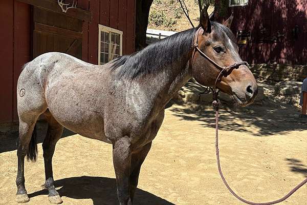 14 Year Old Blue Roan Gelding (Foundation Built) Circle 7 Quarter Horse