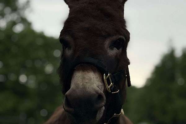 Jj the Mini Donkey