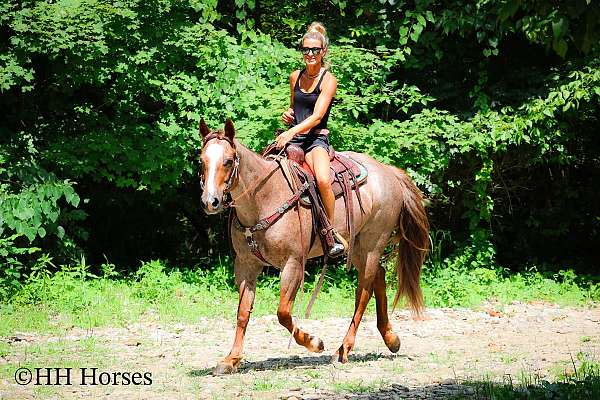 Top Notch Red Roan Quarter Horse Gelding, Easy to Ride, Well Trained, Ranch