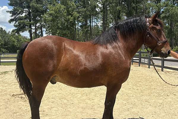 Nice Bay Draft Cross