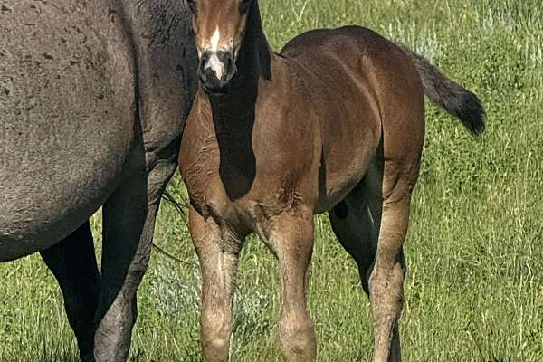 Fancy Percheron/QH Cross Stud Colt