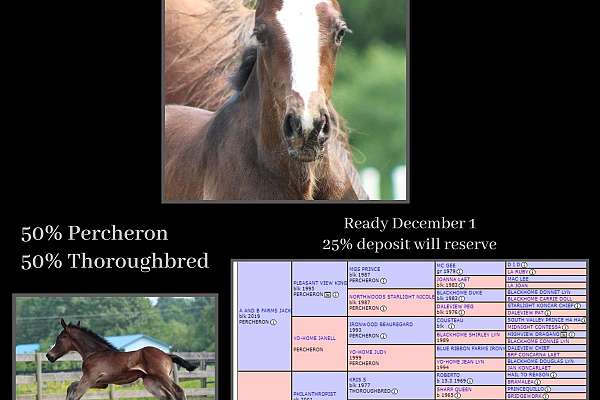 Percheron X Thoroughbred Colt