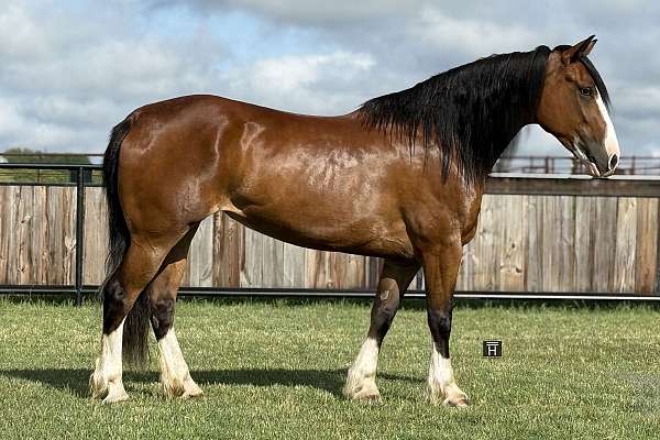 Big, Gentle, Stunning 4 Yr Old Bay Draft Cross Mare!