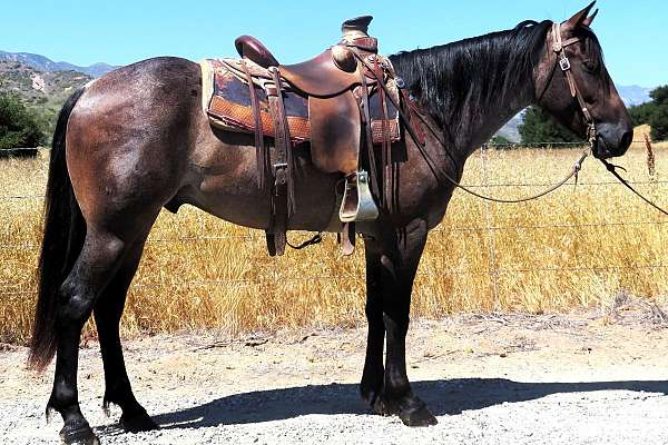 4 Year Old 15+ Hand Bay Draft Cross Gelding +++Video+++