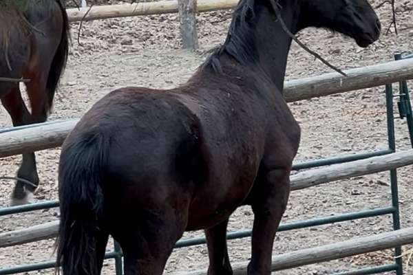 Danish, Registered Knabstrupper Warmblood Black, Tall, Yearling Colt