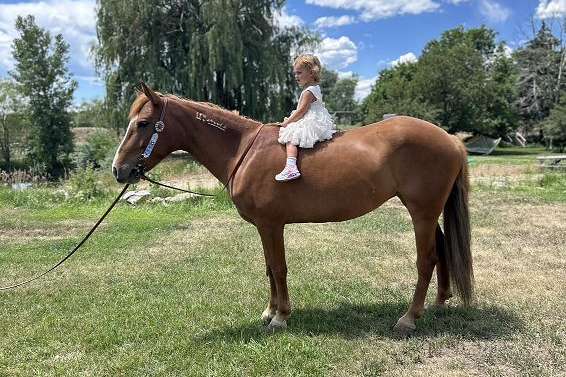 Gorgeous Versatile Kid Safe 6 Yr Old Sorrel Mustang Mare!