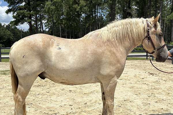 Red Roan Belgian