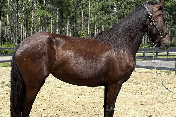 Fancy Friesian Mare