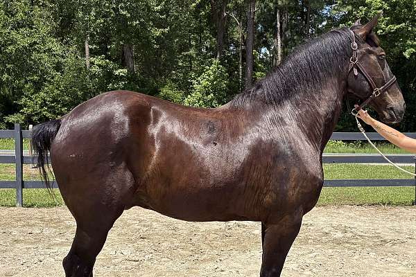 Gentle Percheron Gelding