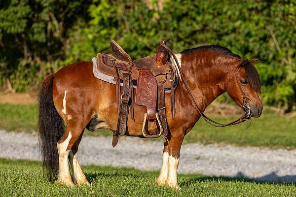 Chubbs- the Ultimate Chunky Pony Dream