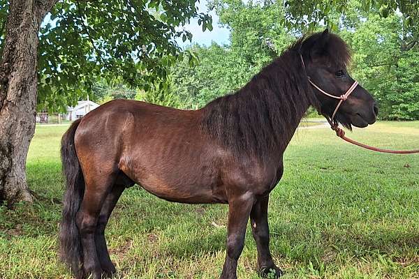 Cole, a Black Miniature Pony