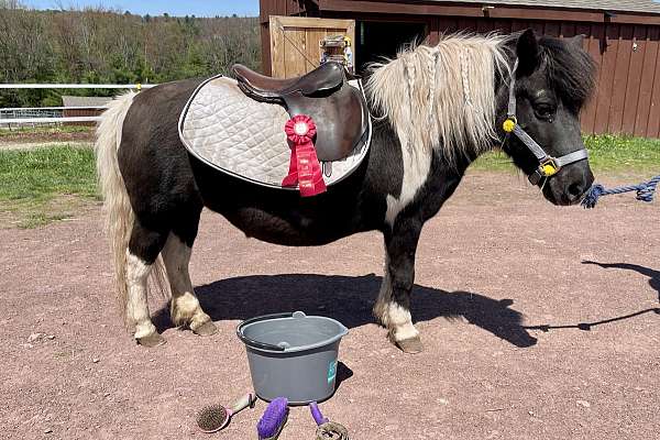 The Perfect Kids Pony