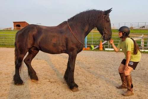 Friesian/Percheron Cross